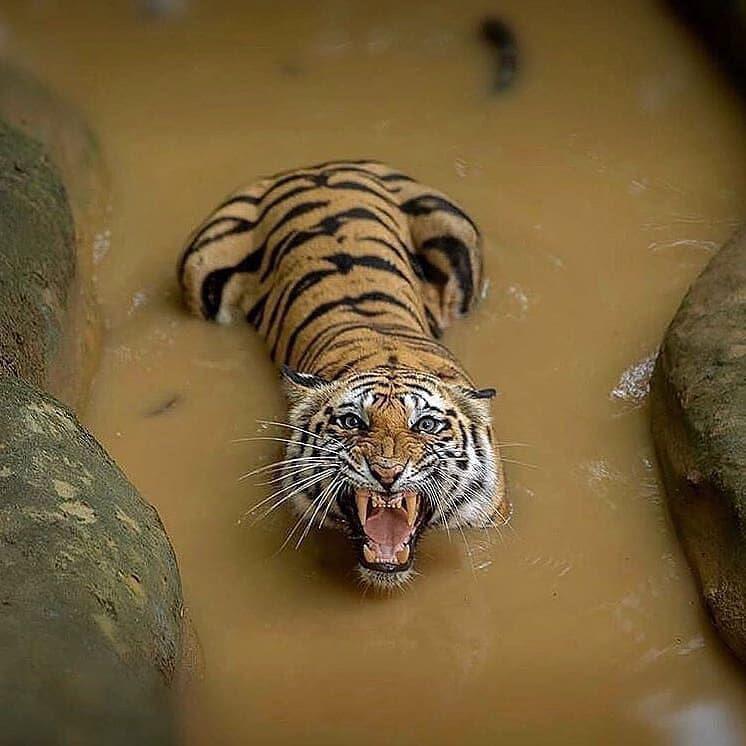 Tiger being disturbed trying to have a nice relaxing mud bath