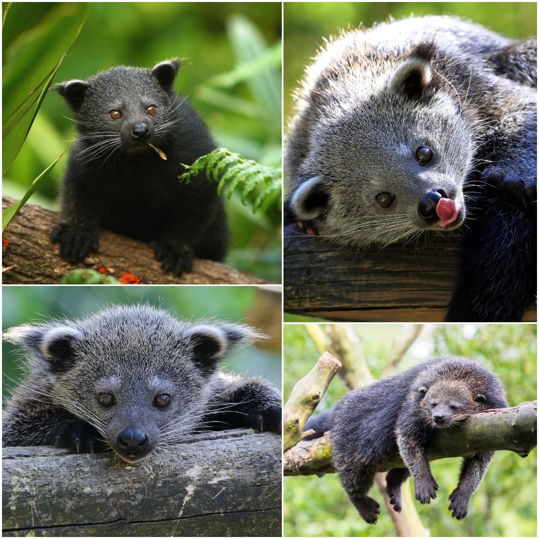 Binturongs, also known as bearcats, mark their territories using scent glands under their tails ...