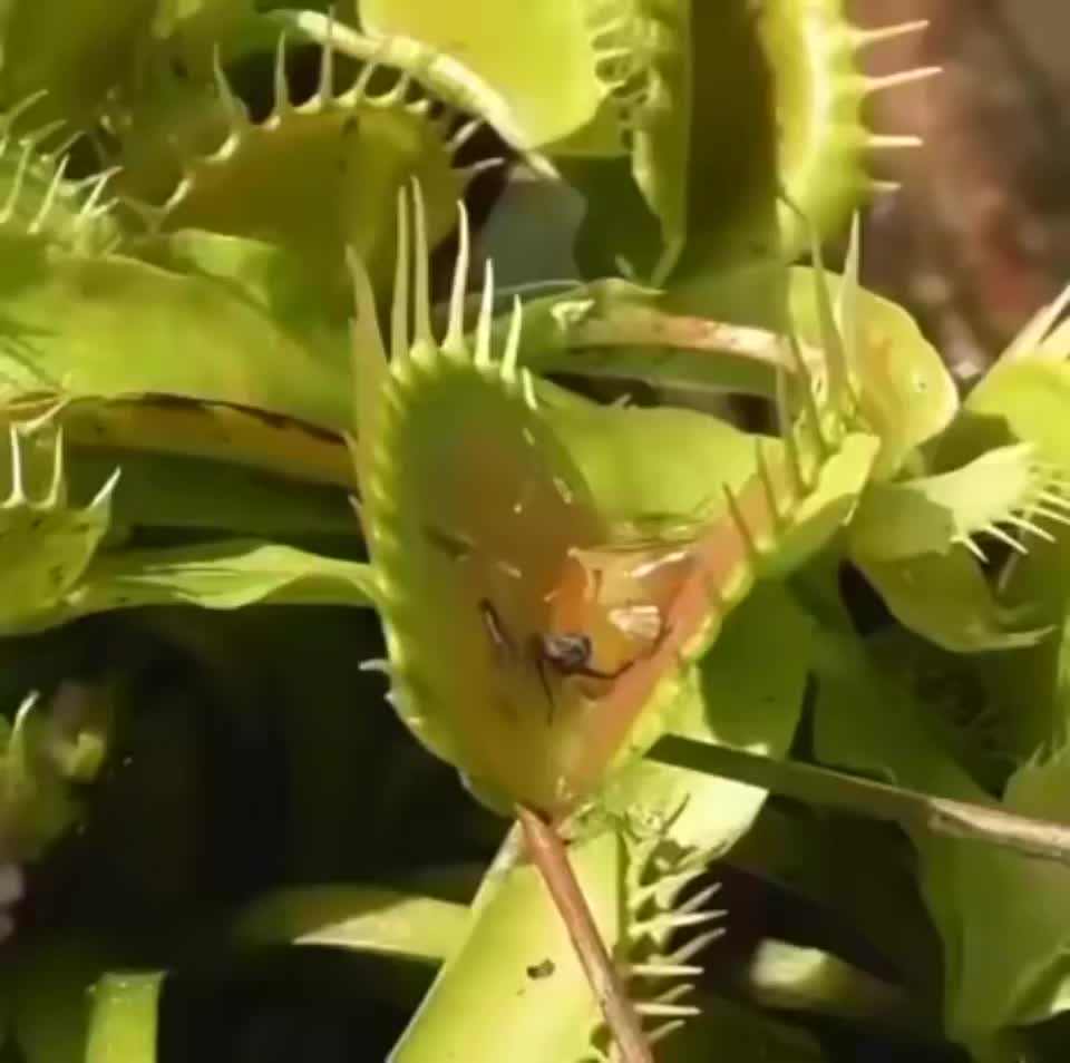 Wasp being captured by a Venus flytrap