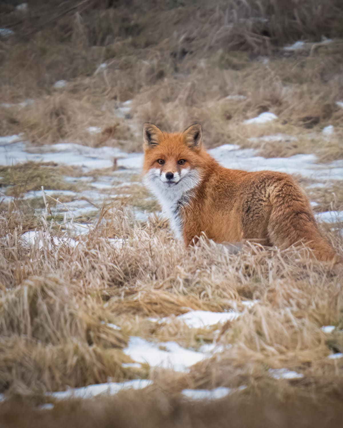 ITAP of a red fox outside Stockholm, Sweden
