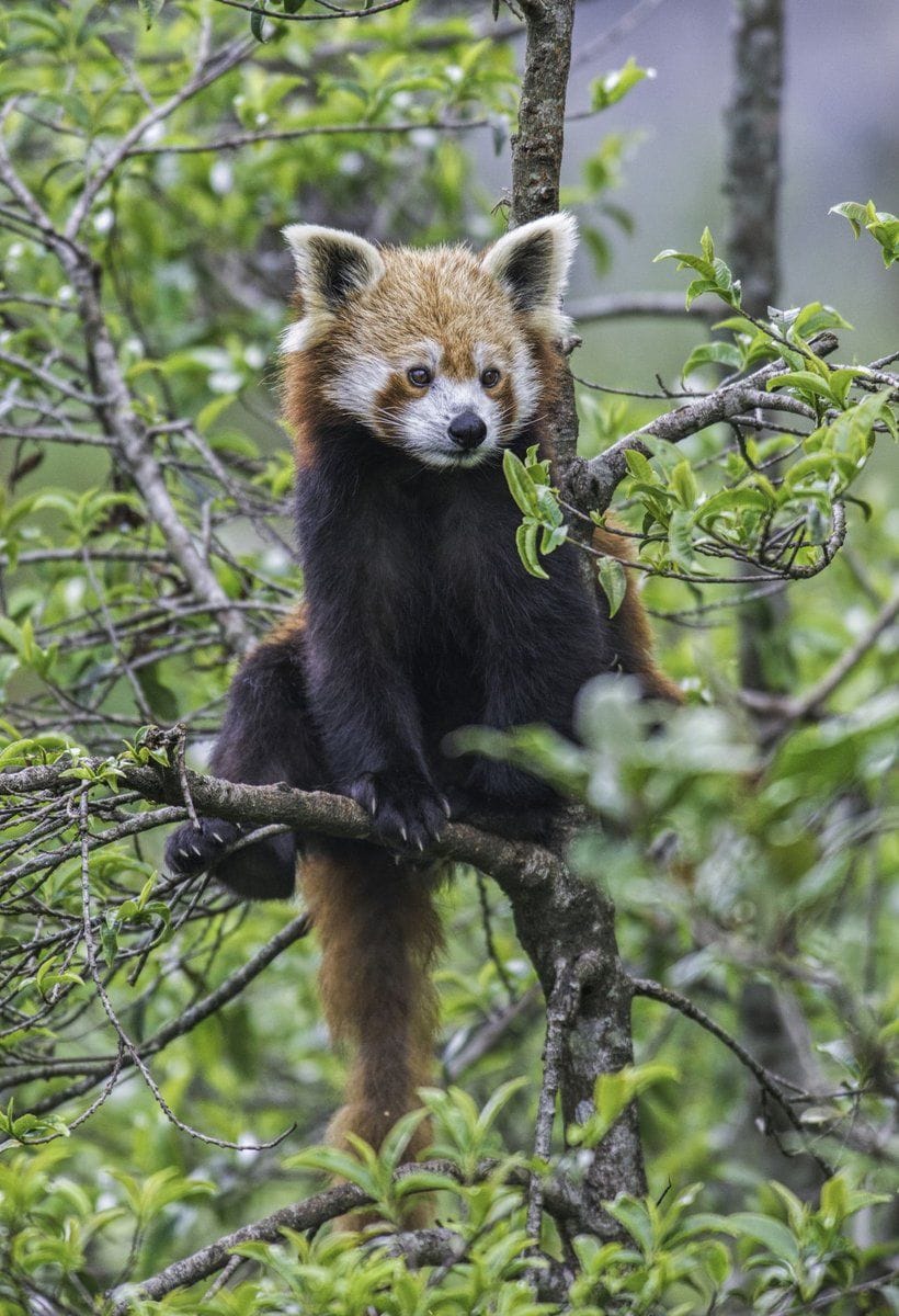 Red Panda Every Hour! on Twitter