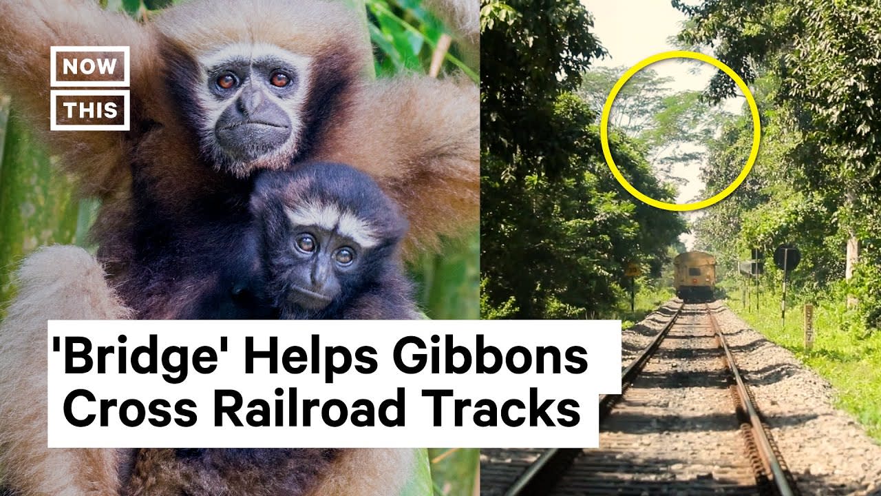 Gibbons Use ‘Bridge’ to Cross Railroad Tracks