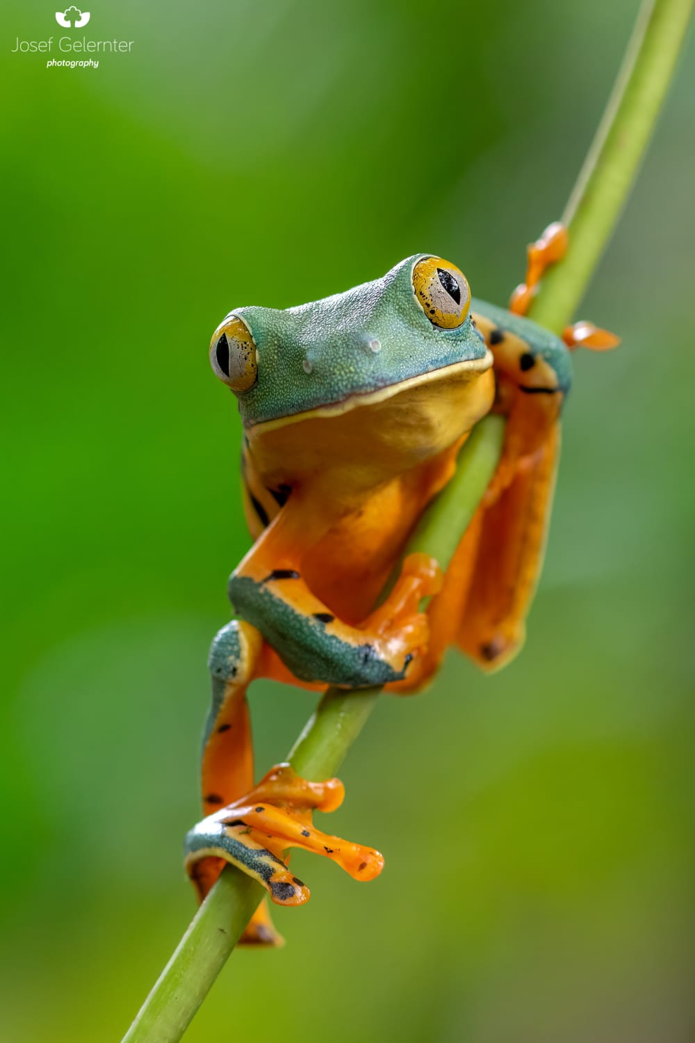 Splendid Leaf Frog