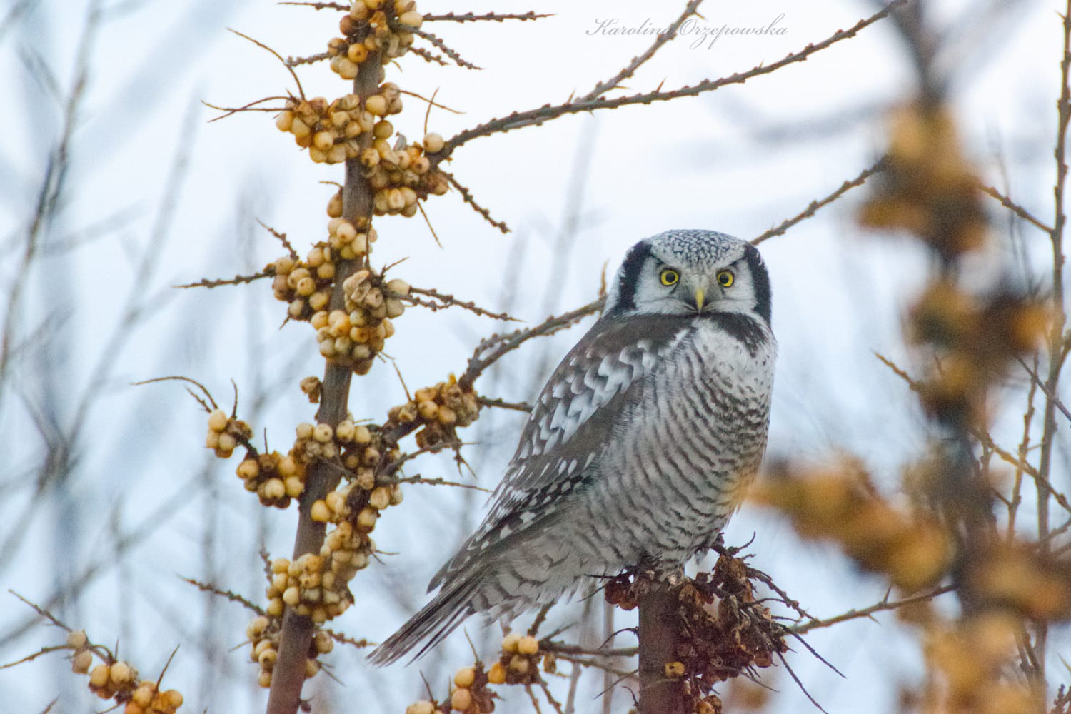 Northern Hawk Owl
