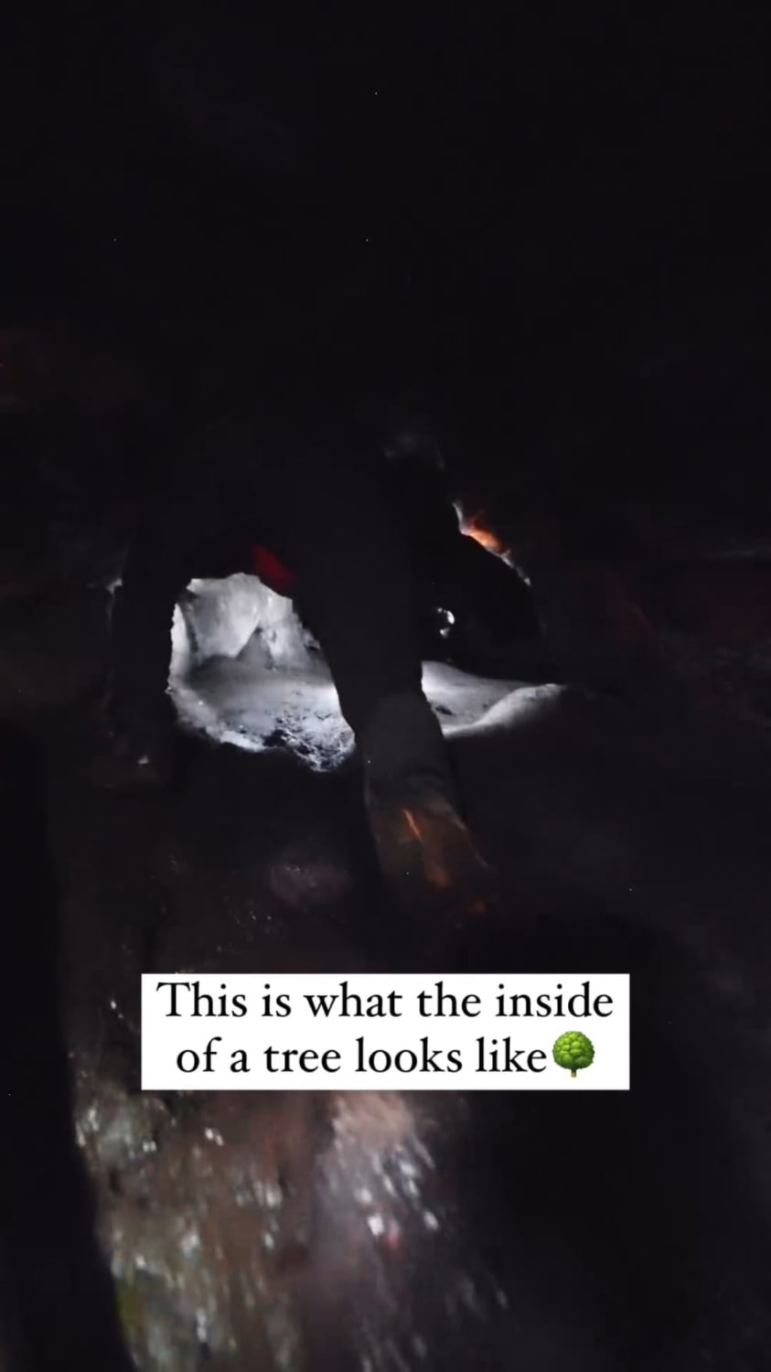 Man goes inside a tree.