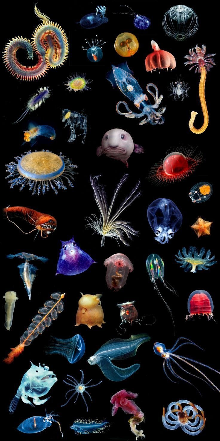 Pin by Insect13 on Jellyfish | Sea creatures, Beautiful sea creatures ...
