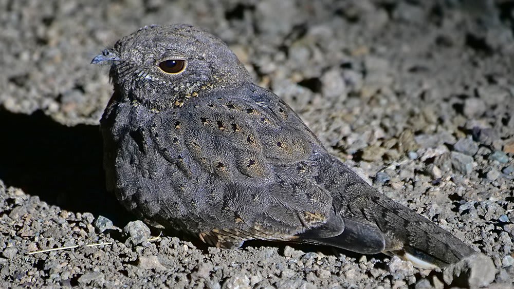 Zoom into this photo to get a closer look at the speckled pattern on ...