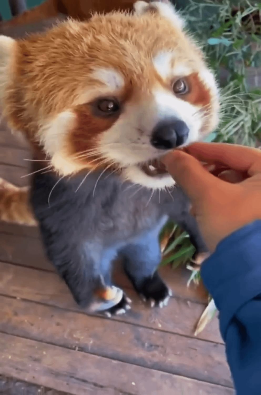 Red panda snack time