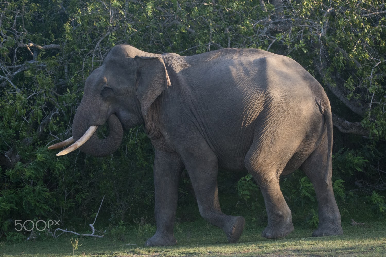 DSC_3580 Wild Tusker Kalinga