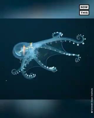 “This rarely-seen glass octopus was caught on camera. The clear sea ...