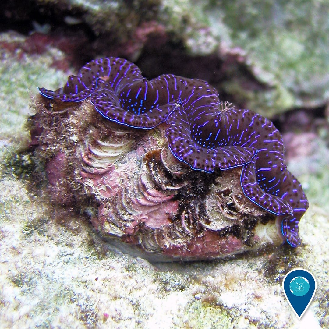 Meet the giant clam, also known as faisua in Samoan! These beautiful ...