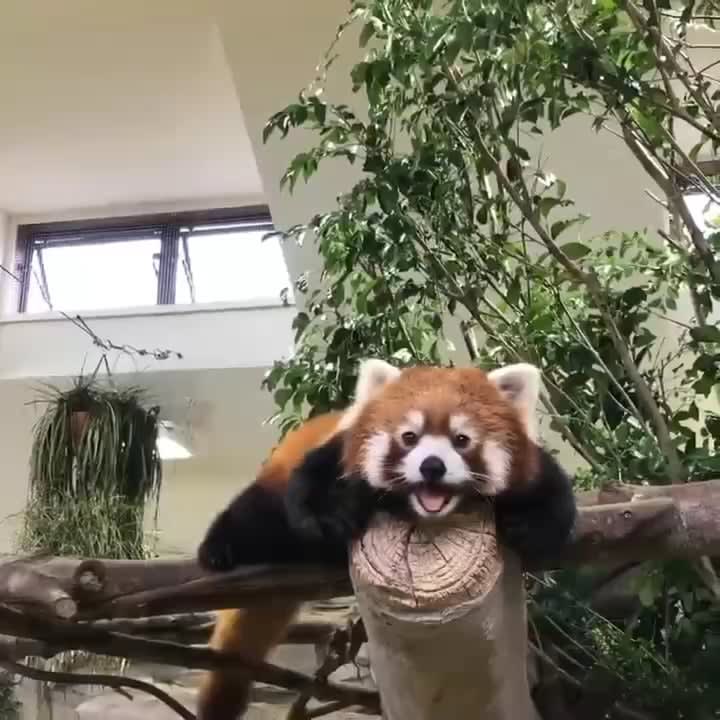 Red panda is a carnivoran native to the eastern Himalayas ...