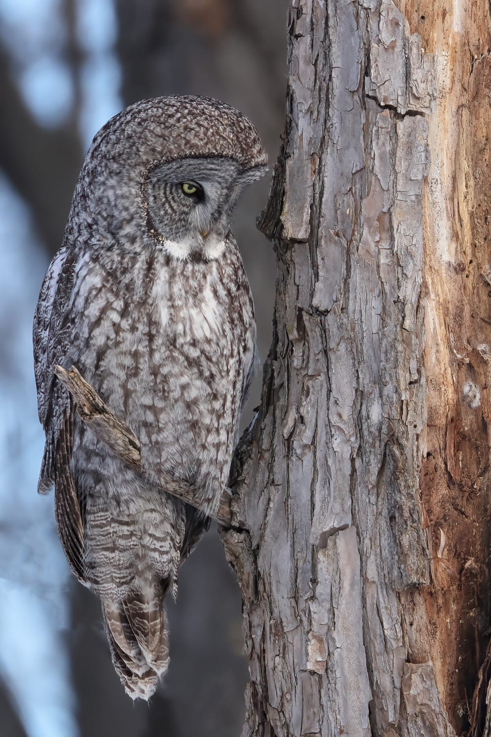 Great Gray Owl