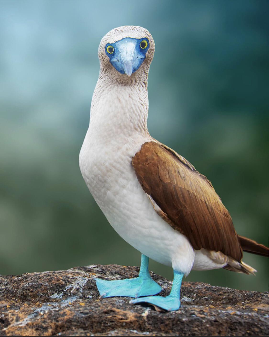 The blue-footed booby (Sula nebouxii) is easily identifiable by its ...