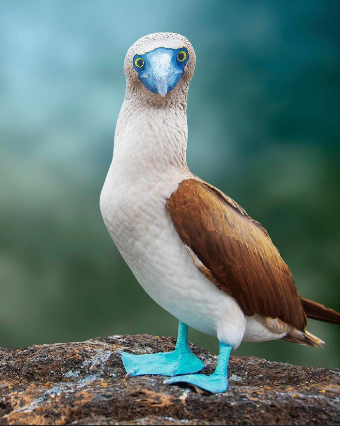 The blue-footed booby (Sula nebouxii) is easily identifiable by its ...