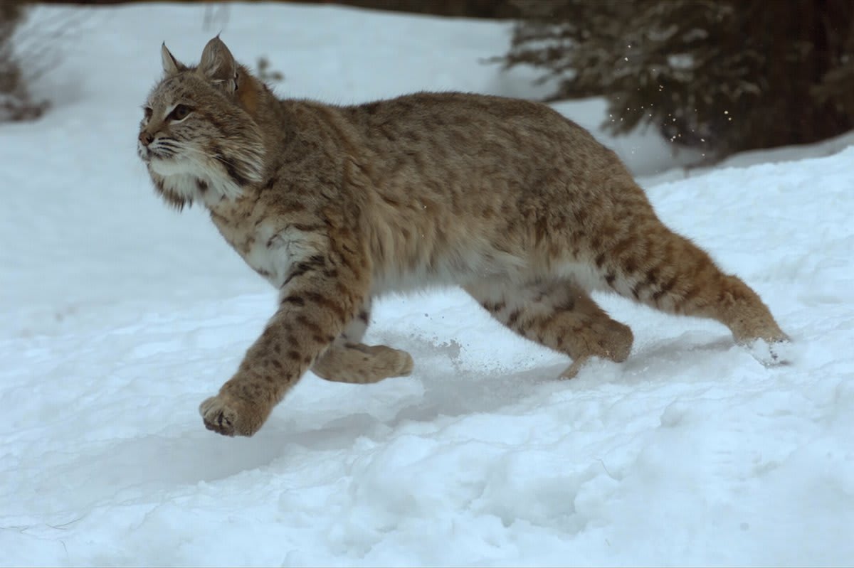 Photo from America’s National Parks, a marathon starting Monday at 7am ...