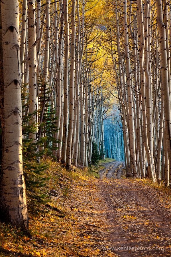 Aspen Trees in Colorado | Landscape Photography