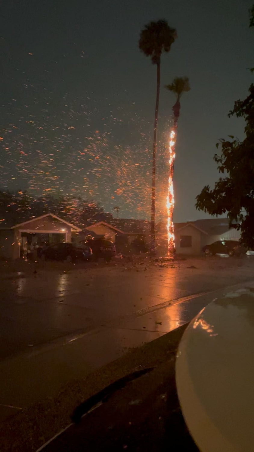 Palm tree on fire after a lightning strike during a monsoon in ...