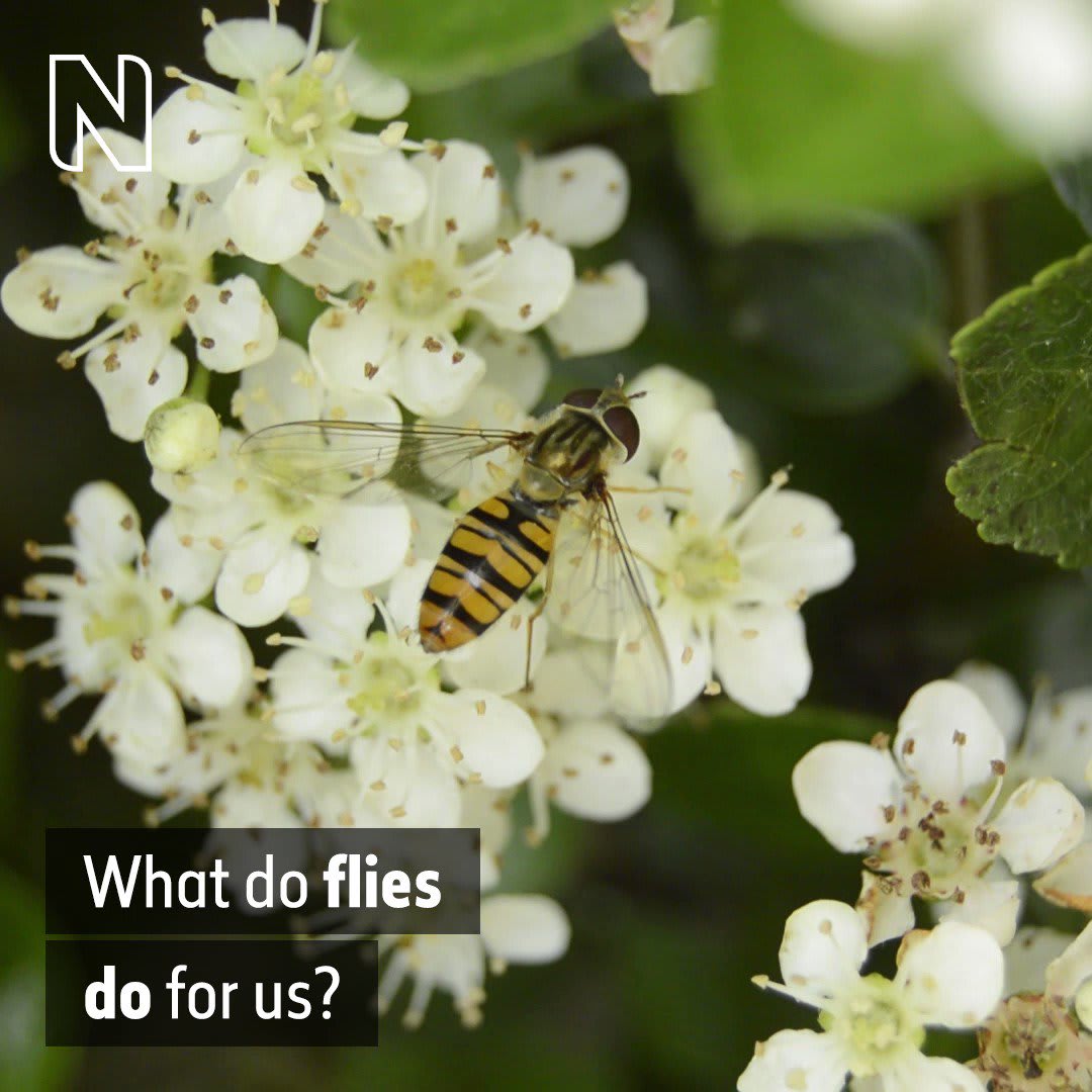 DidYouKnow that flies are the primary pollinators of the cacao tree ...