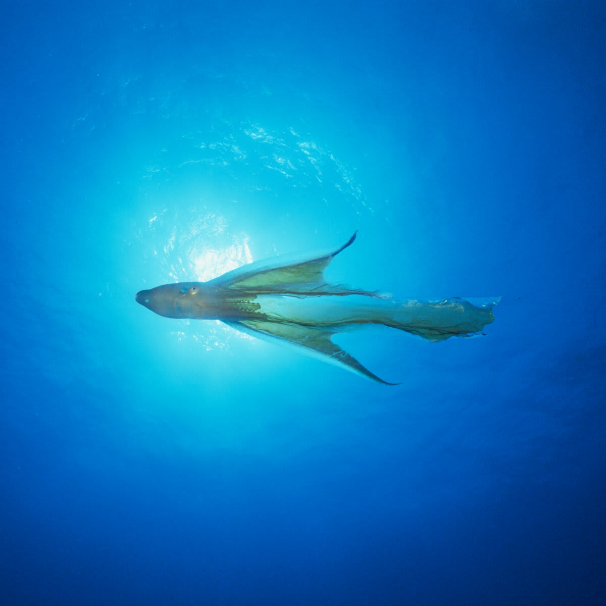 Image by Stephen Frink Views of the blanket octopus from below 🌊 This ...