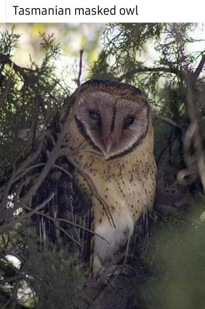 Pin by Méli Mélo on Chouette, c'est un Hibou | Owl, Beautiful owl, Owl ...