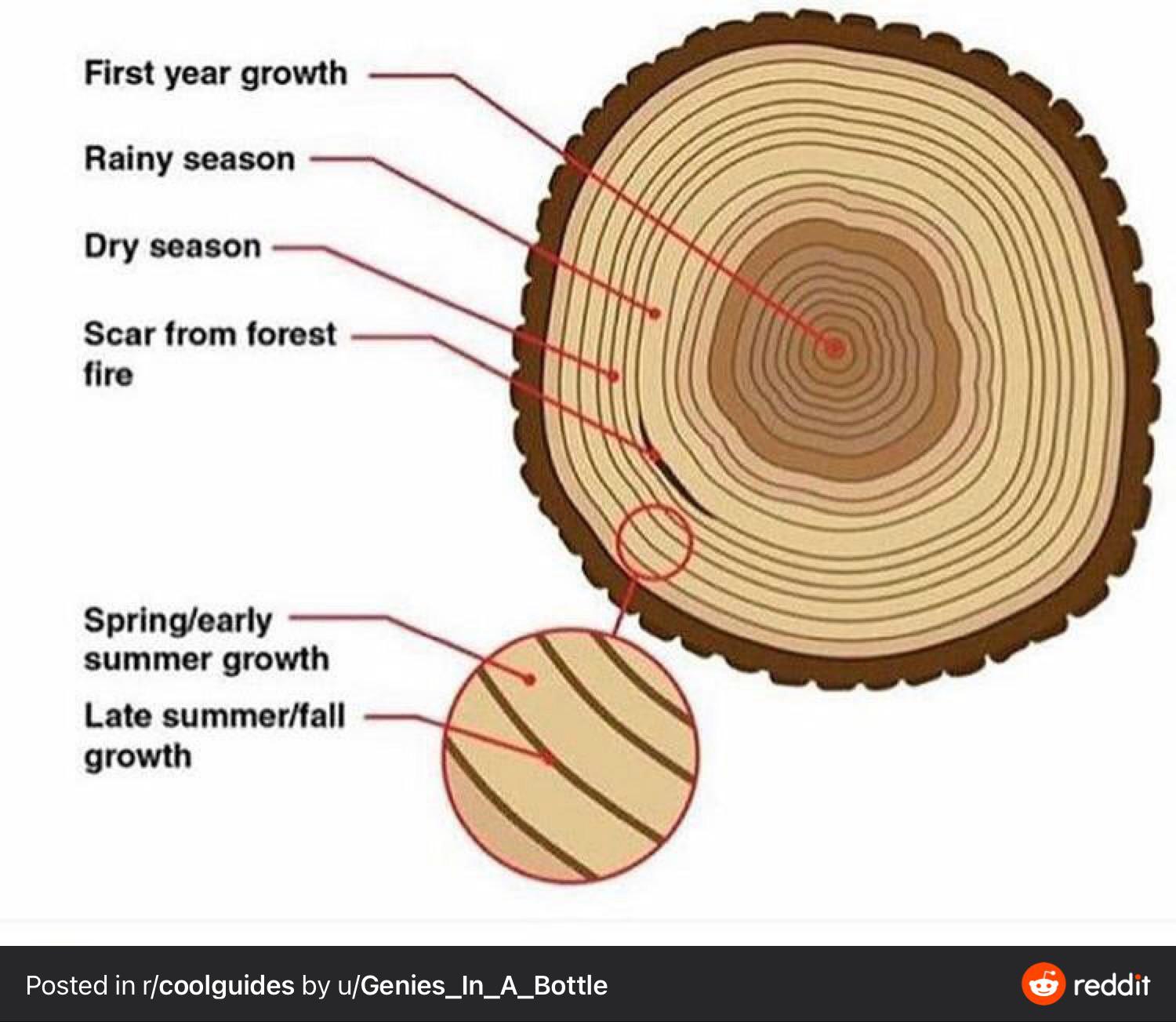 how to “read” a tree