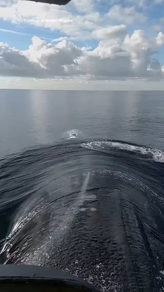 Dolphins Bow Riding
