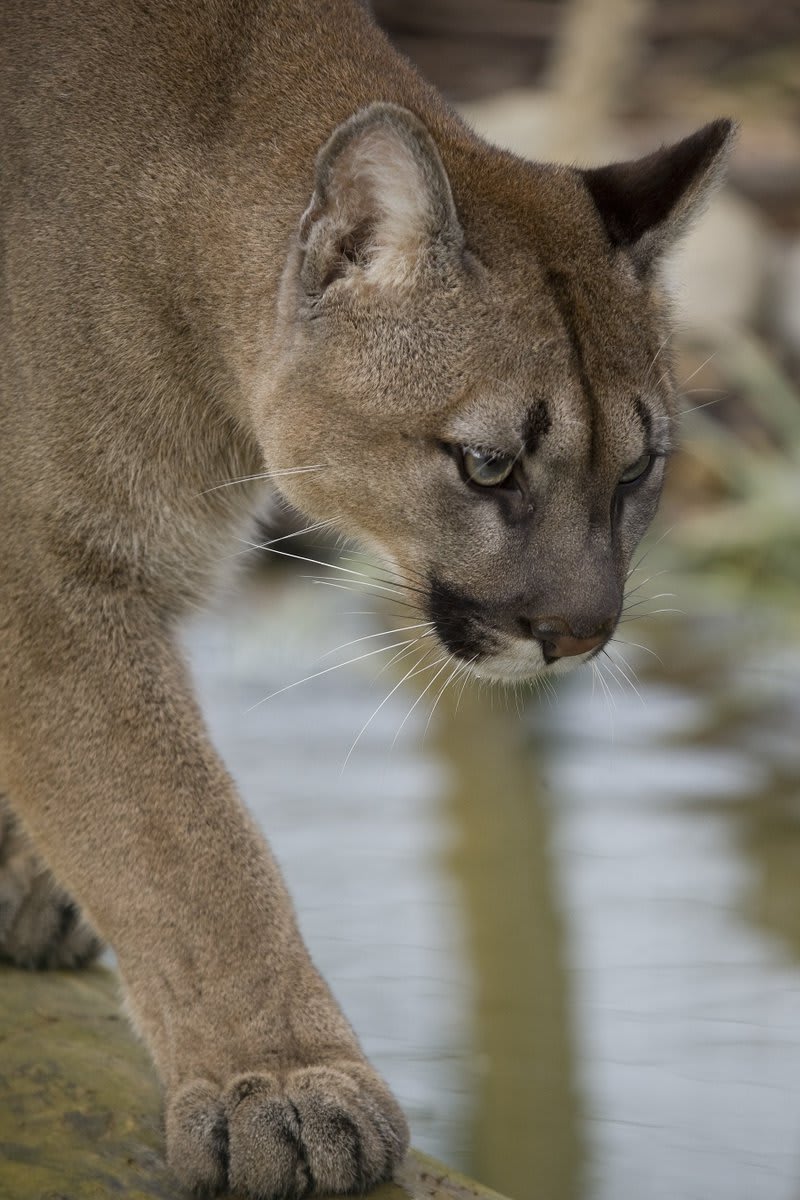 BCSDidYouKnow Pumas have the most different common names often being ...
