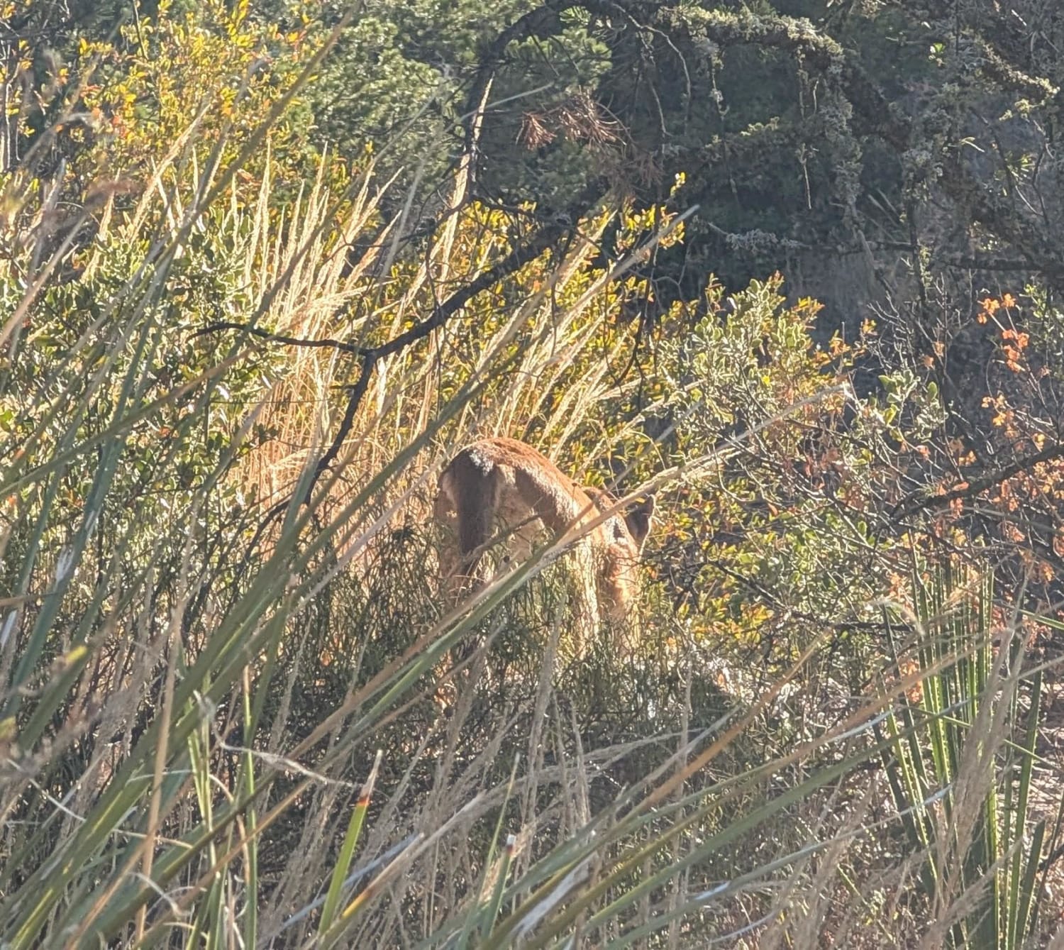 Anyone have any interesting animal encounters?