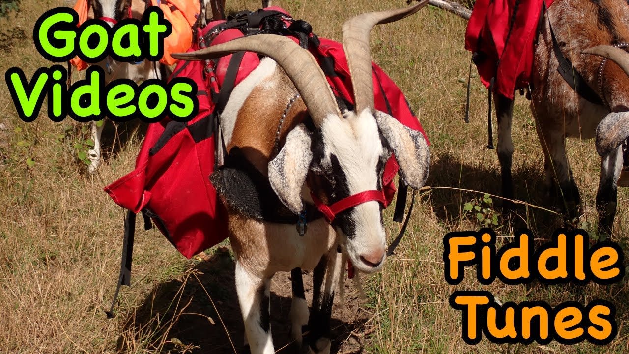 Goats in South Dakota & '89 Suzuki Concert! Fiddle Live | Oct 3, 2021