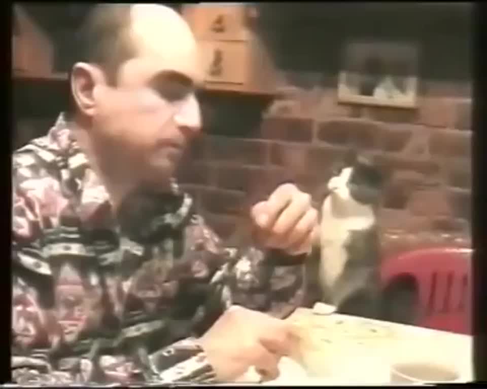 Cat using sign language with its deaf owner