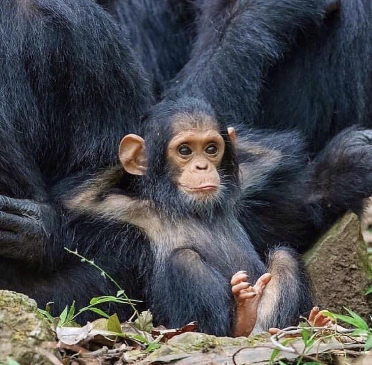 This baby chimp relaxing with arms behind its head