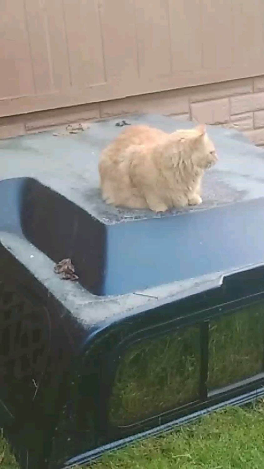 Mister the guard cat manning his post outside my bedroom window, as he ...