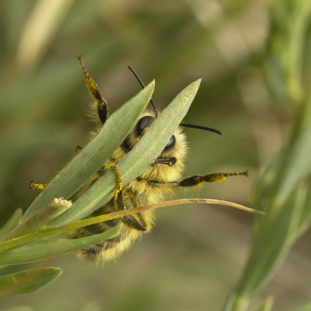 This bee looks so happy right now.