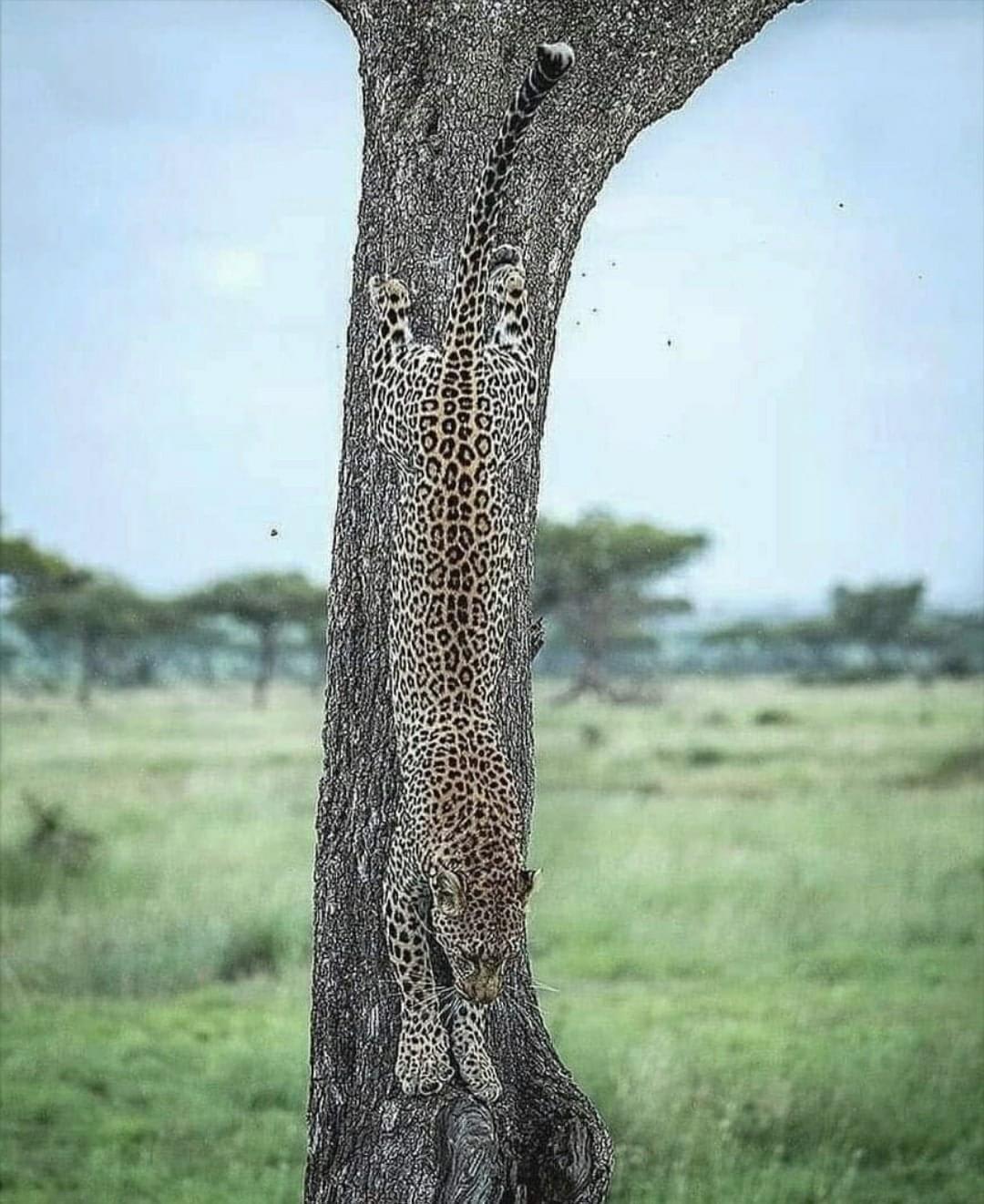 an Indian leopard blending in.