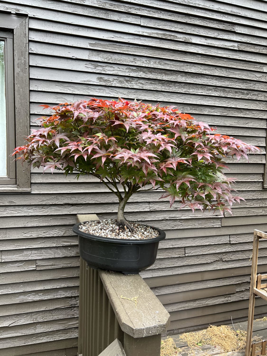 Does The Canopy Look Too Big/Out of Proportion?