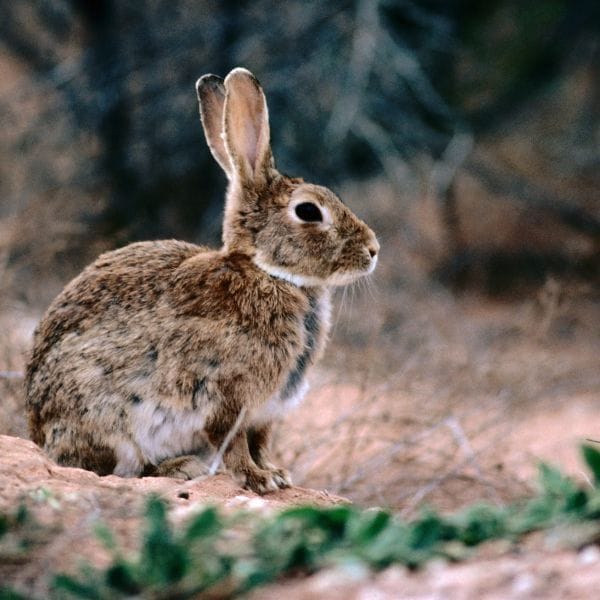 TIL in 1859, an Australian man named Thomas Austin released 24 rabbits ...