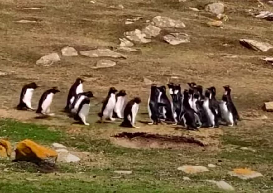 What Happens When A Penguin Leaves With The Wrong Group