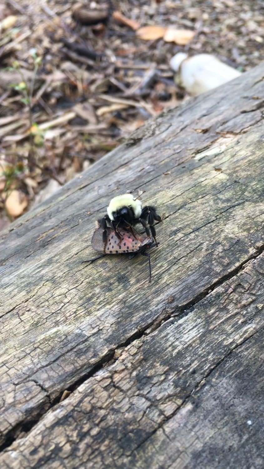 Why is this bumble with torn wings licking a spotted lantern fly?