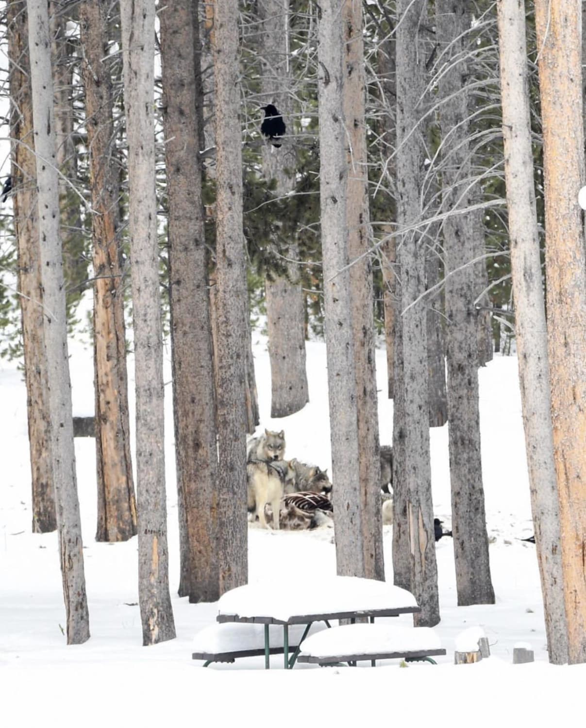 Pack of wolves feasting on a bison carcass in Yellowstone National Park