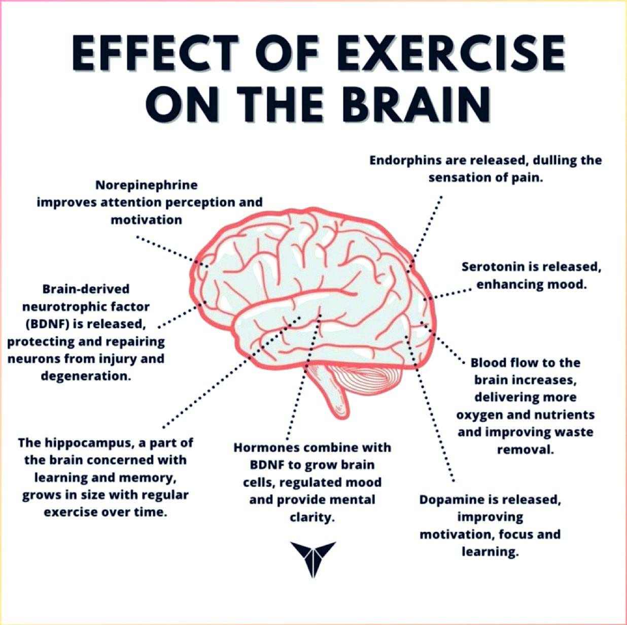 A cool guide about the effect of exercise on the brain