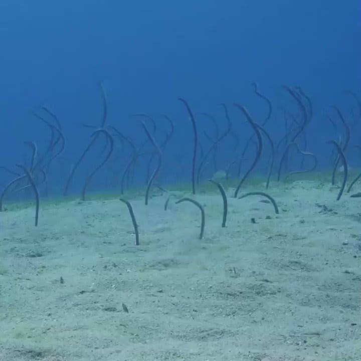 Not your typical garden! As many as hundreds of garden eels live close ...