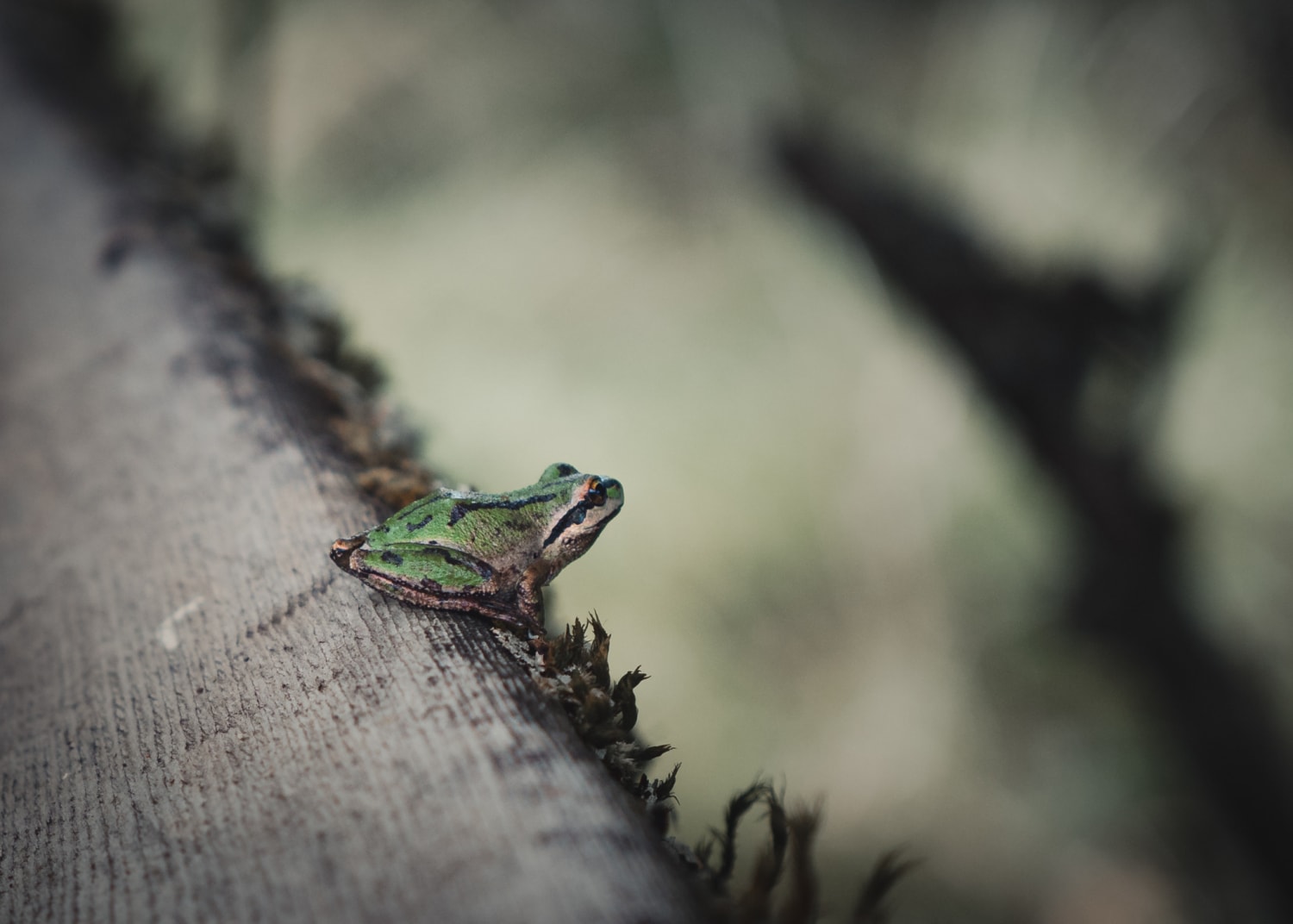 a chorus of pacific tree frogs.