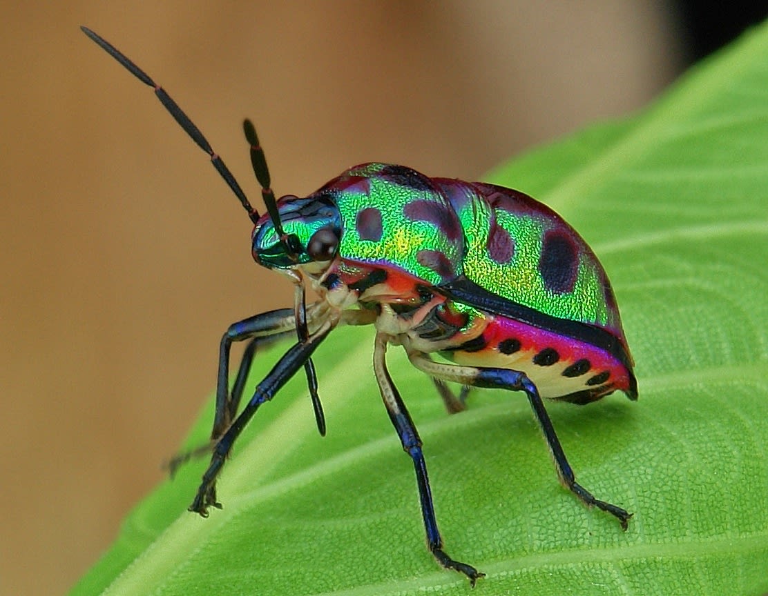 Lychee Shield Bug (Chrysocoris stolii, Scutelleridae) Scutelleridae is a family of true bugs ...