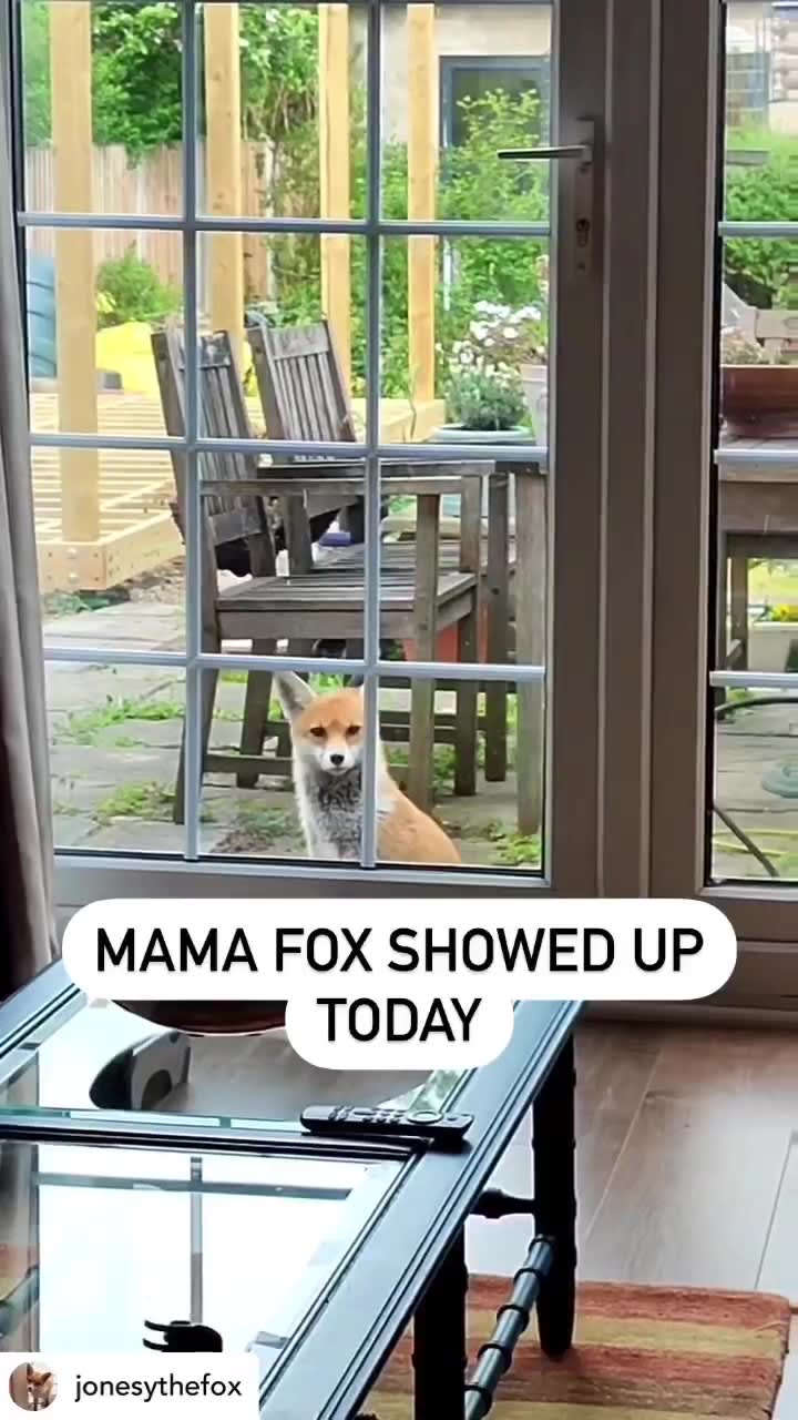 This beautiful momma fox showed up with a surprise 🦊 Credit: IG ...