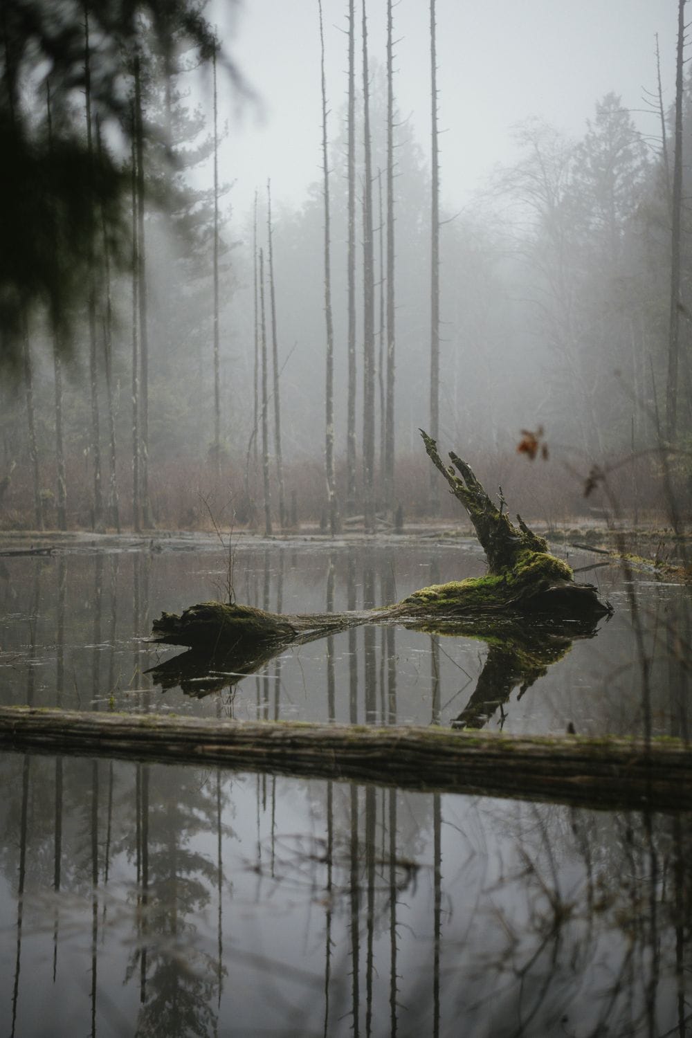 Fog, log, bog