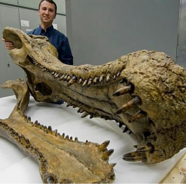A Sarcosuchus skull, impressive still despite a downgrade to a 9.5 m/31 ...