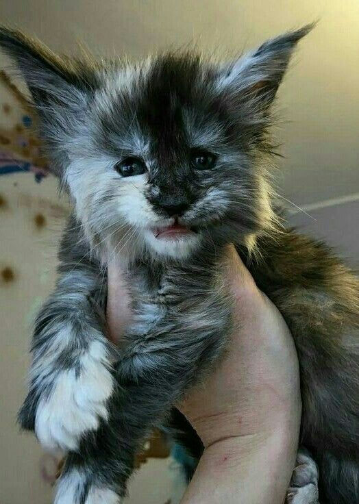 Cutest little werewolf baby I've ever seen