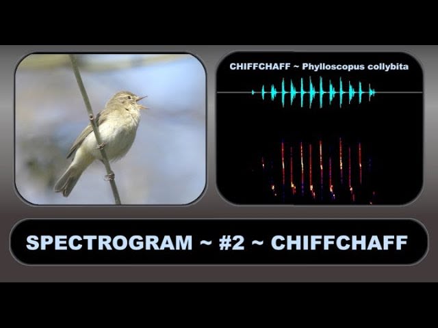 SPECTROGRAM #2 CHIFFCHAFF – An aid to understanding and visualising ...