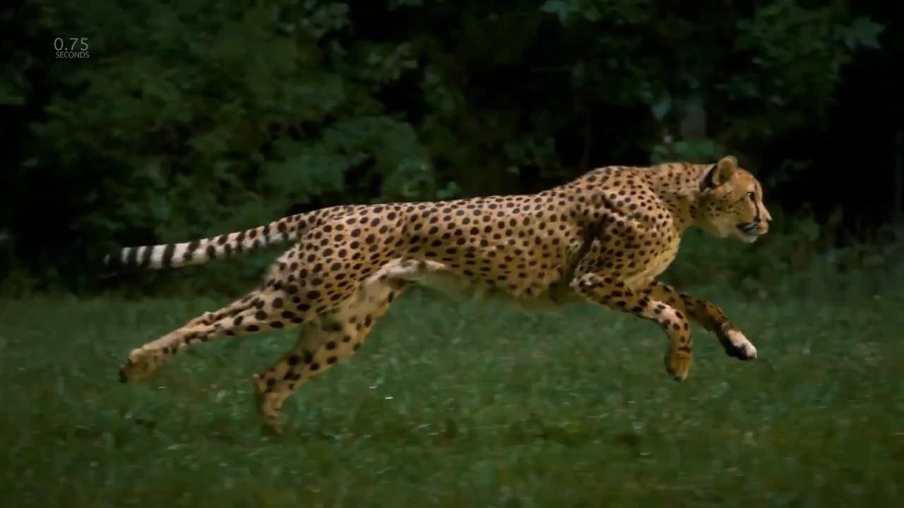 Incredible slow motion footage of a cheetah running at over 60mph (96km ...
